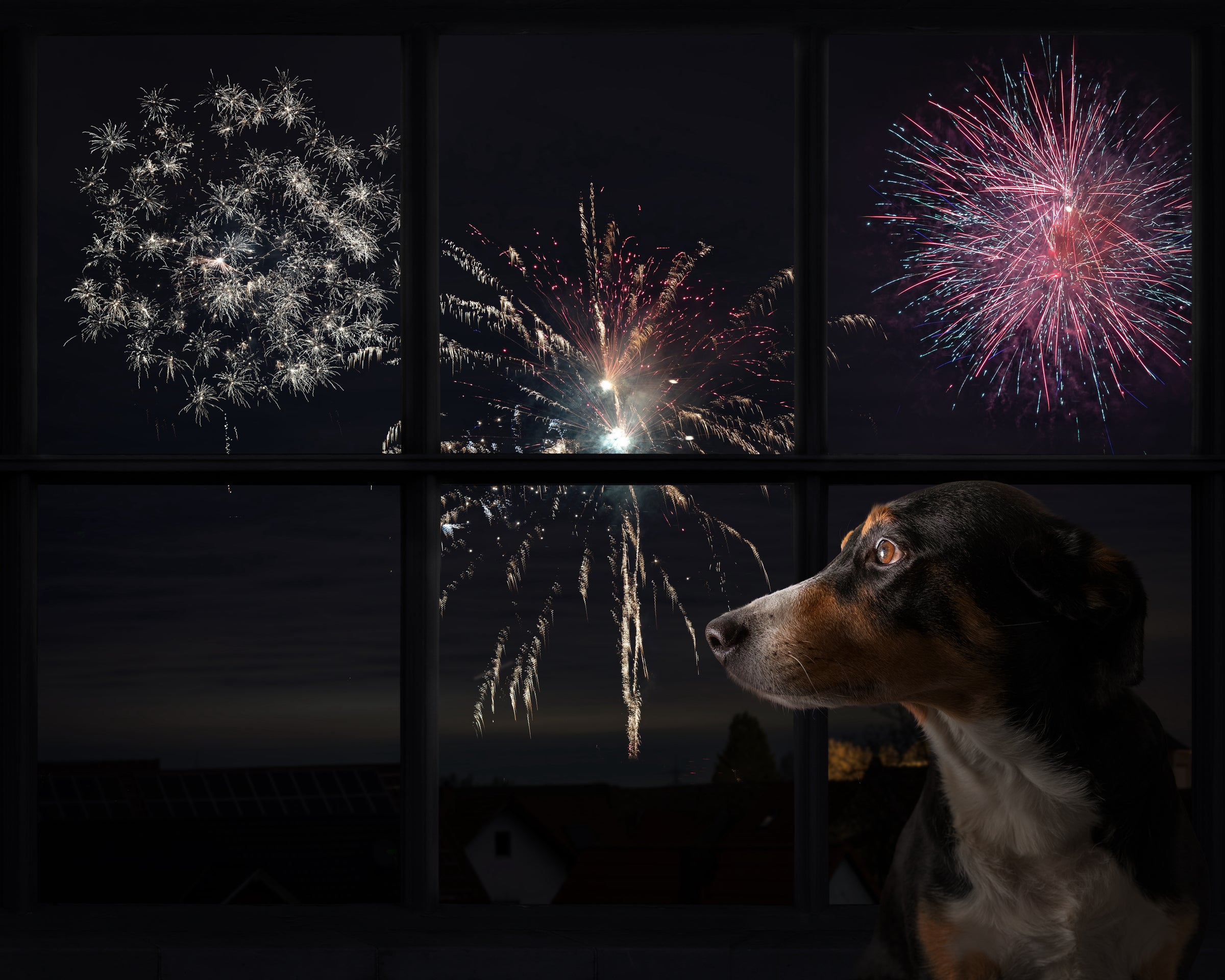 5 Ways to Calm Your Dog During Fireworks Season – Houndagrips
